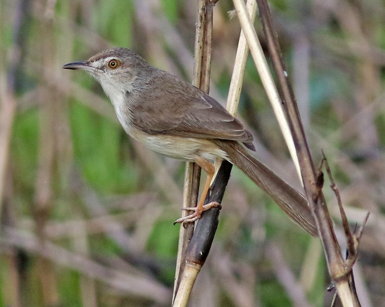 Birdwatching Trip Report: Goa, India 2017 The Birders Store