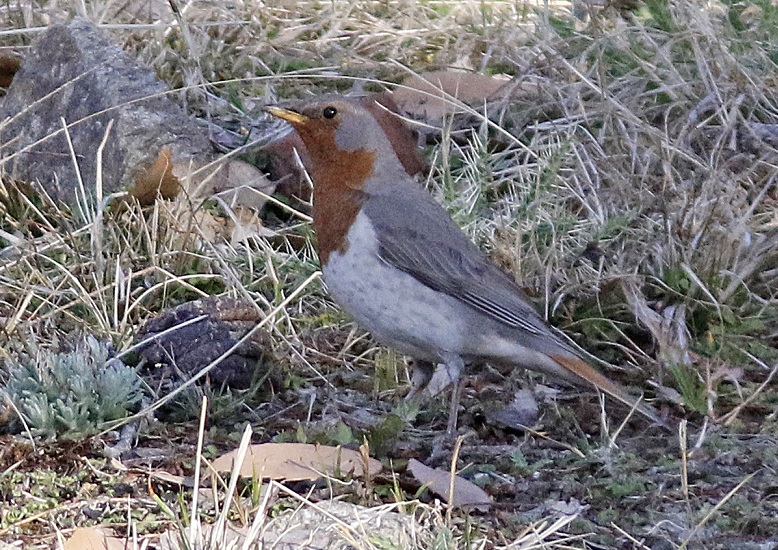 Birding Northern India - 2019 The Birders Store