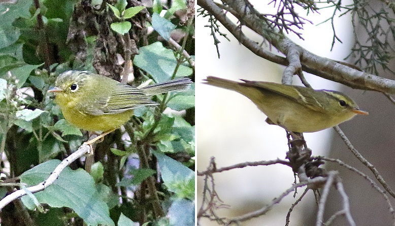 Birding Northern India - 2019 The Birders Store