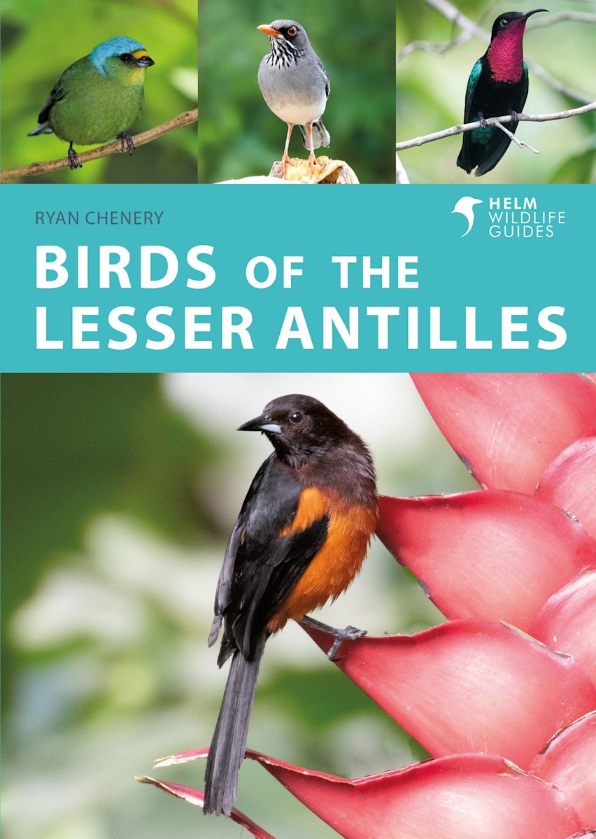 Birds of the Lesser Antilles The Birders Store