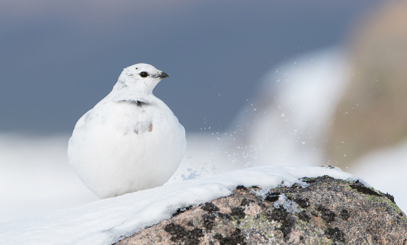 Ptarmigan in the snow by Pete Walkden The Birders Store