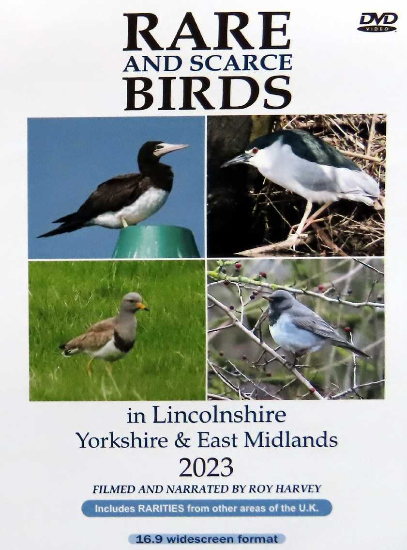 Rare and Scarce Birds in Lincolnshire, Yorkshire & East Midlands 2023 ...